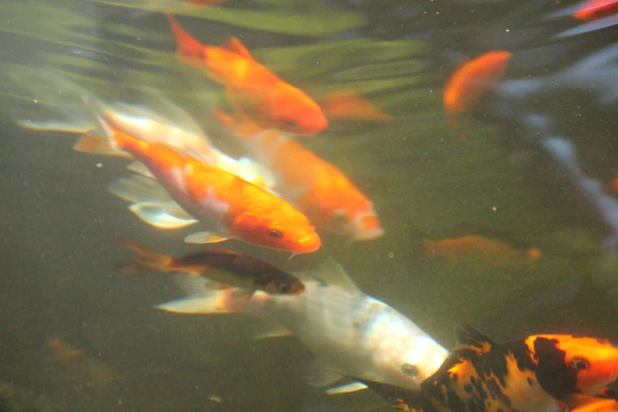 Koi Fish Gallery — Koi Story