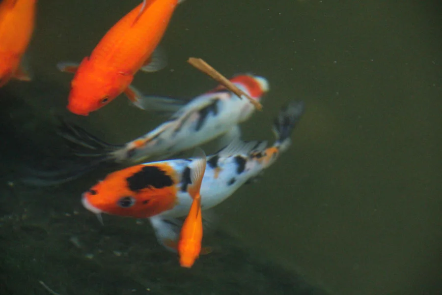 Koi Fish Gallery — Koi Story