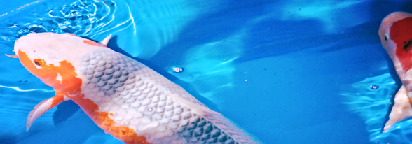 All About Asagi Koi — Koi Story