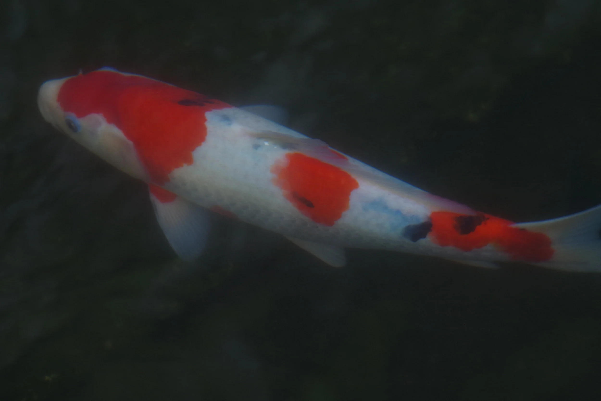 Koi Fish Gallery — Koi Story