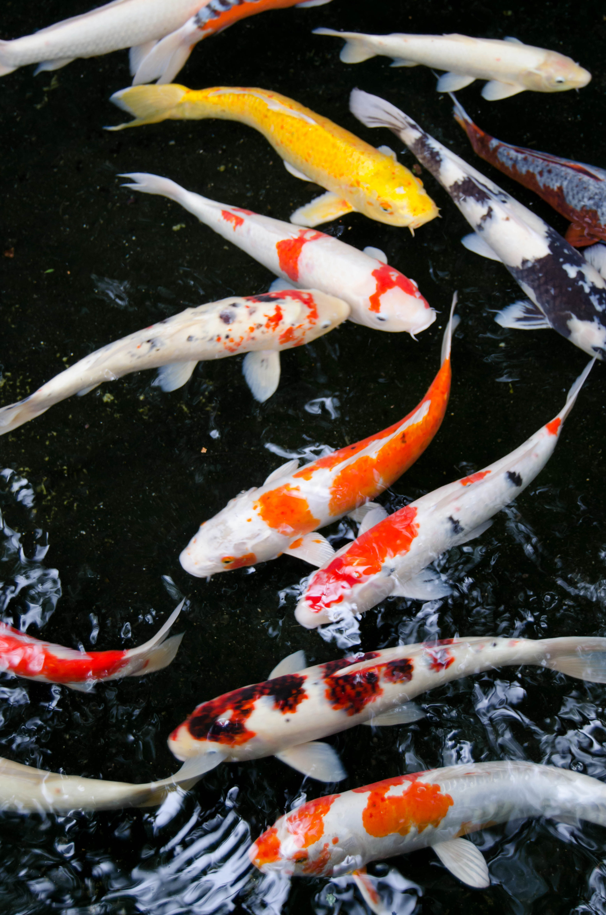 Koi Fish Gallery — Koi Story