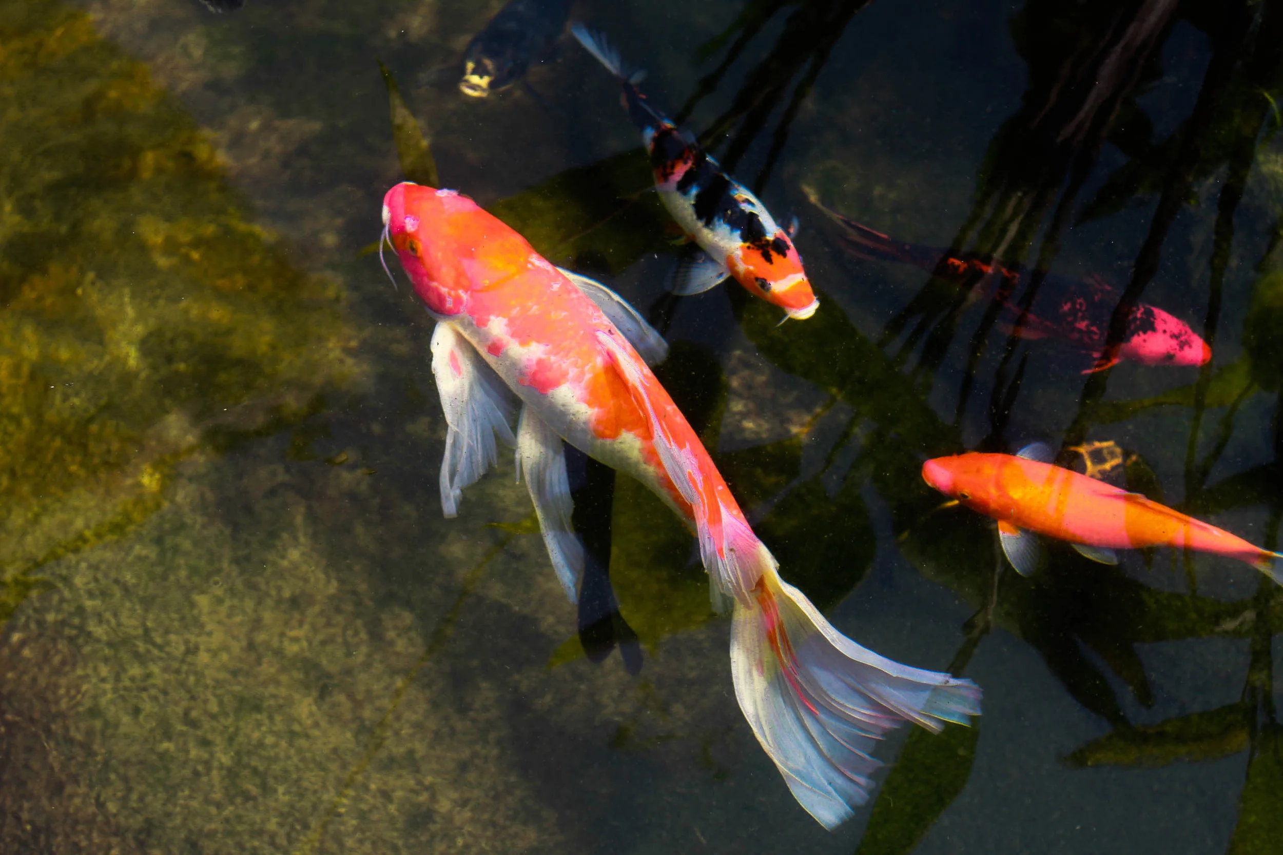 Koi Fish Gallery — Koi Story