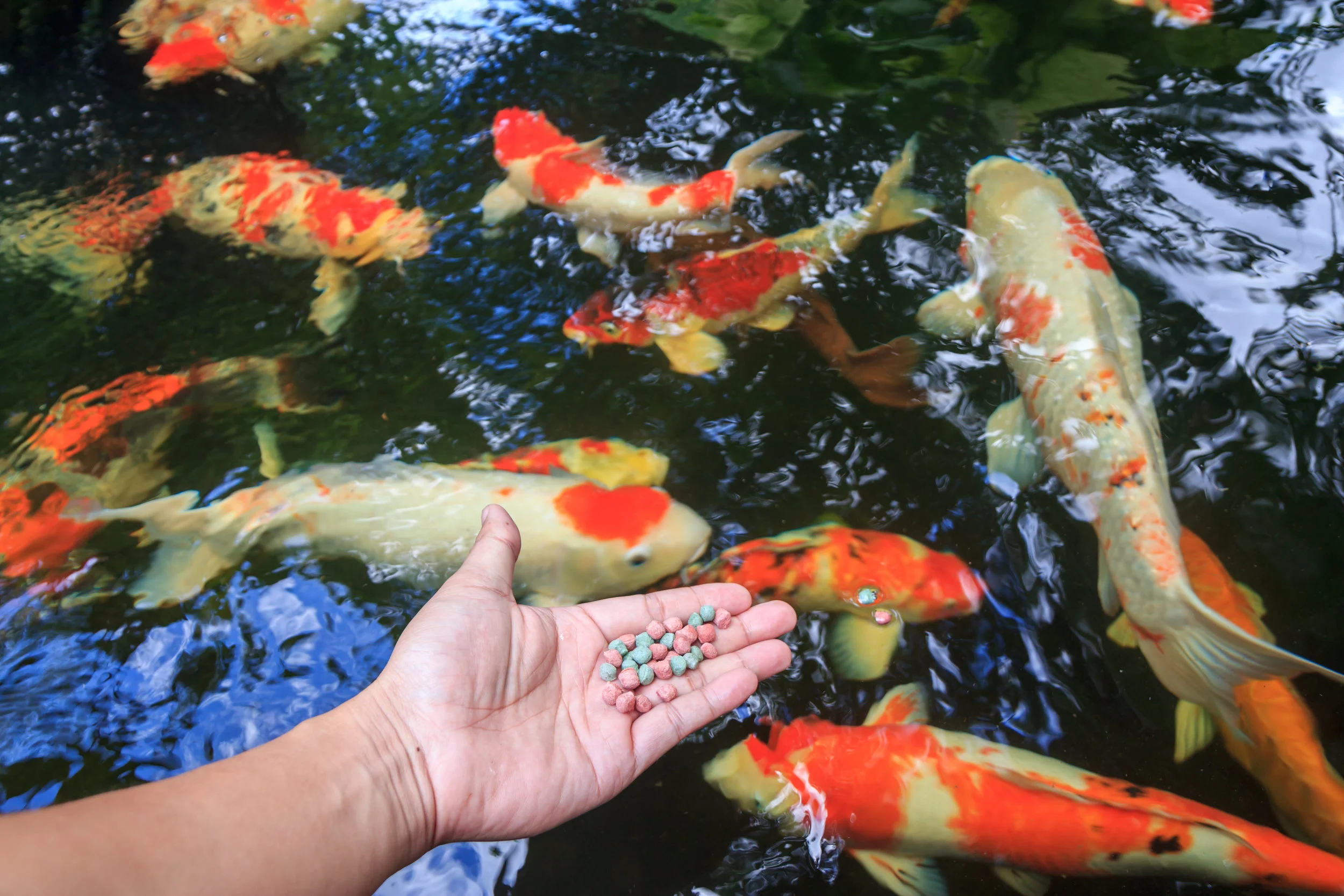Koi Fish Gallery — Koi Story