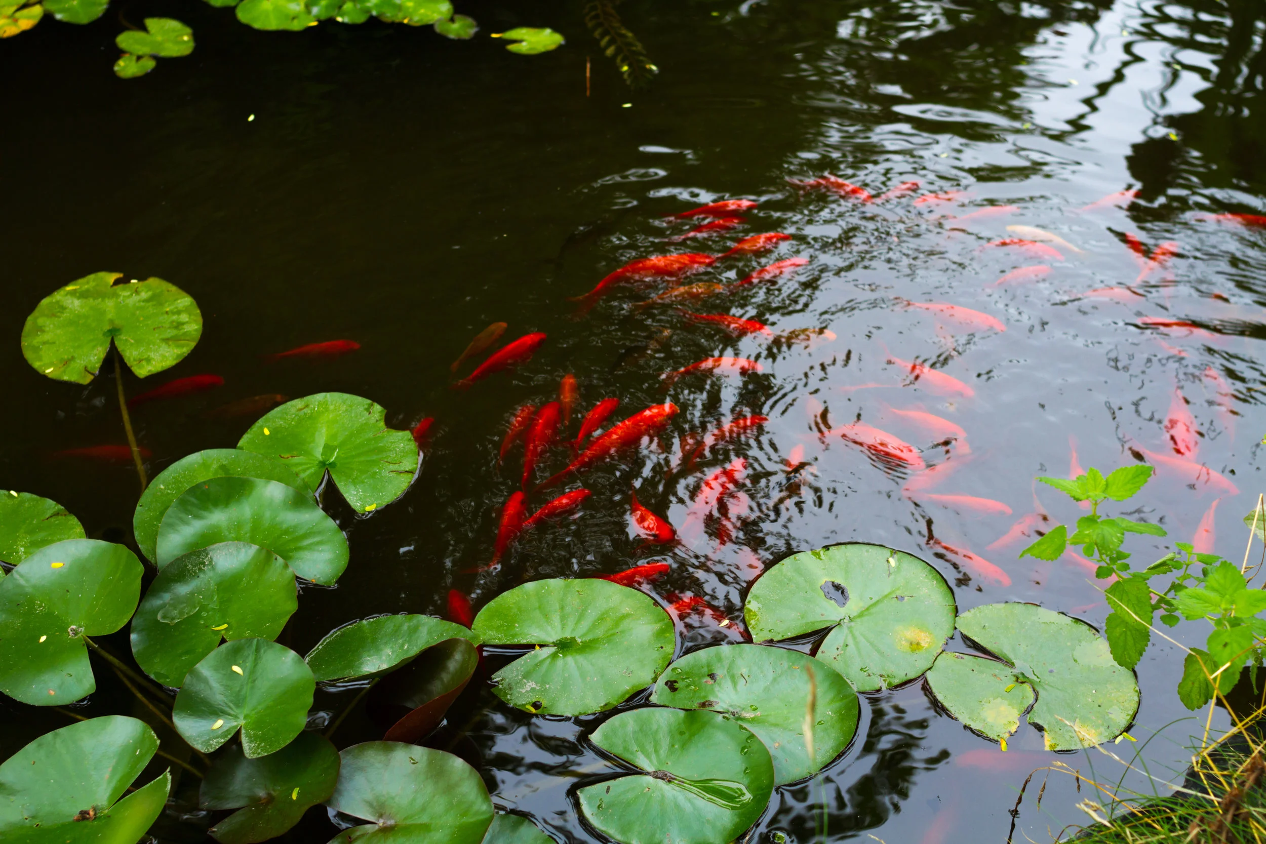 Koi Fish Gallery — Koi Story