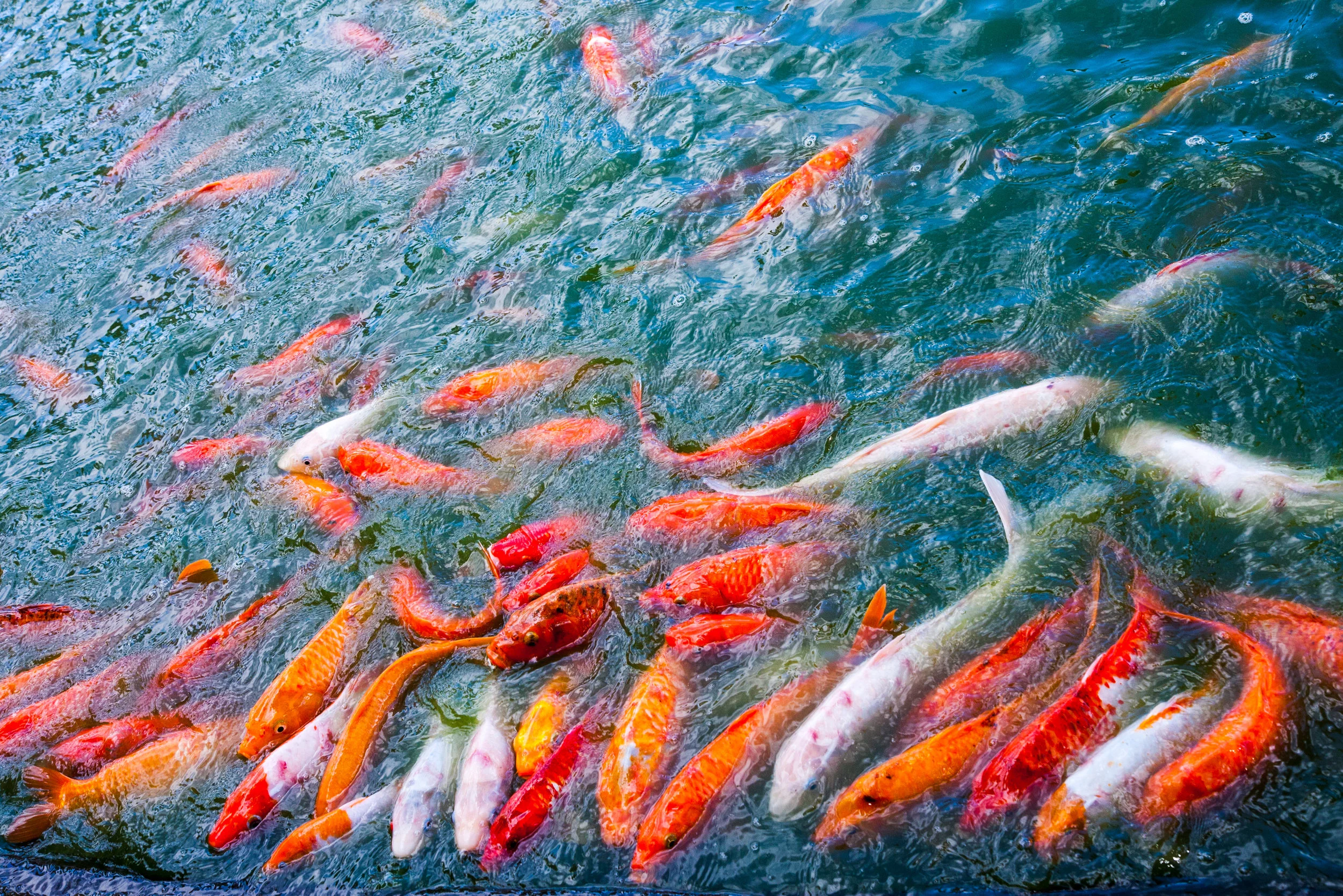 Koi Fish Gallery — Koi Story