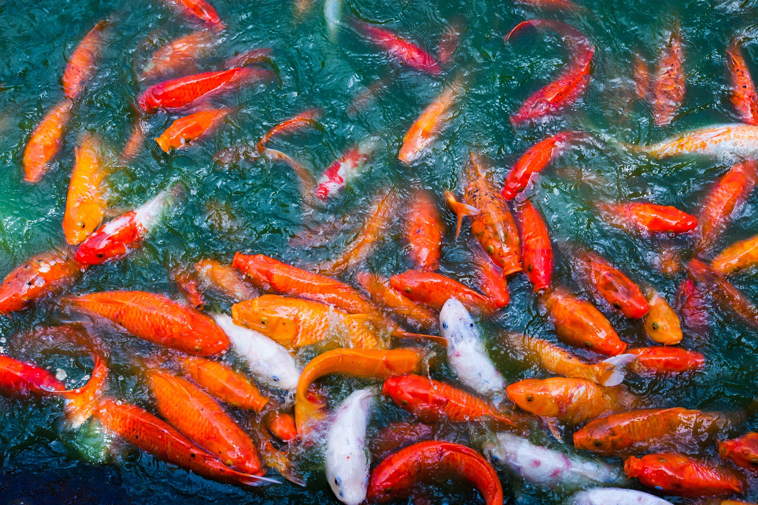 Koi Fish Gallery — Koi Story