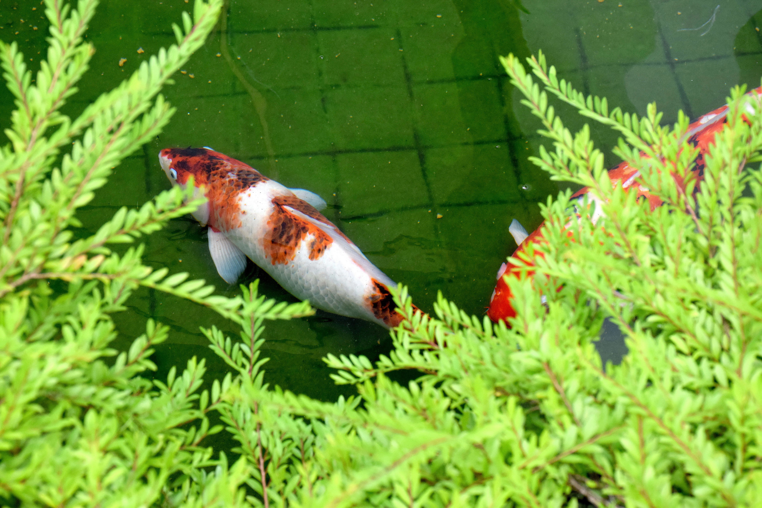 Koi Fish Gallery — Koi Story
