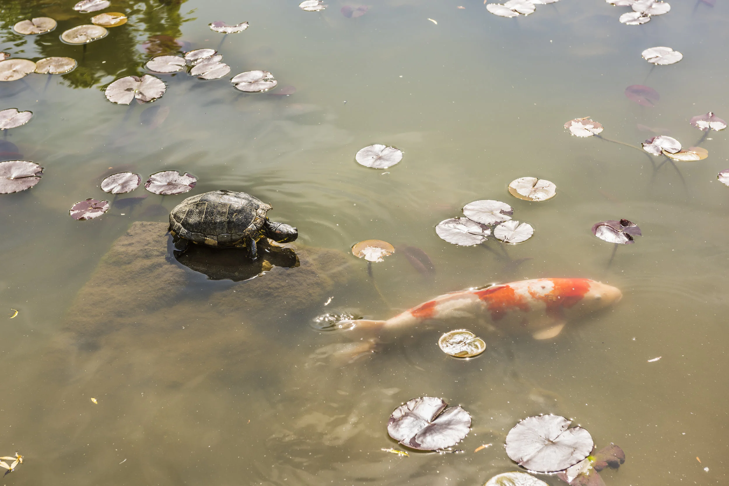 Koi Fish Gallery — Koi Story