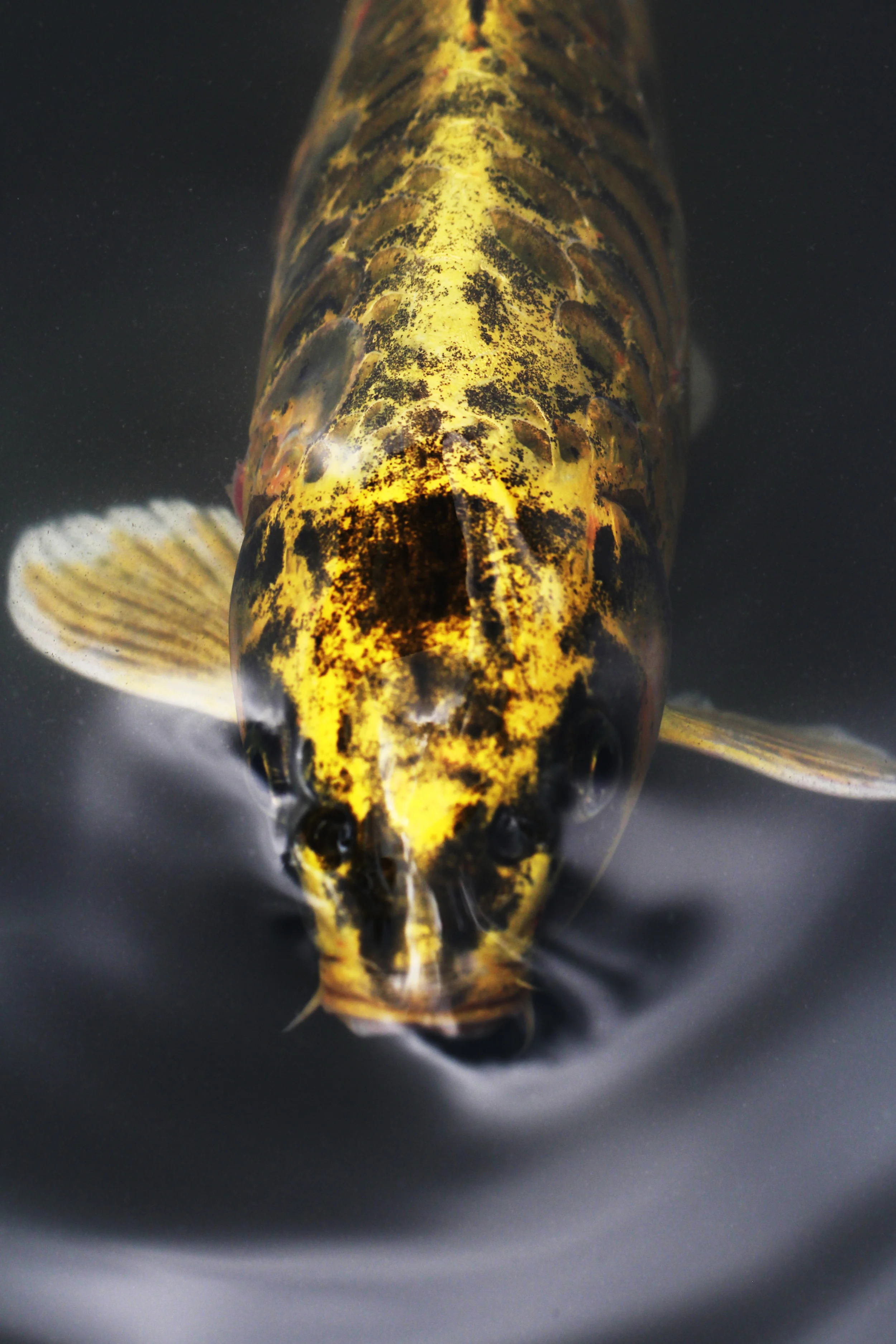 Koi Fish Gallery — Koi Story