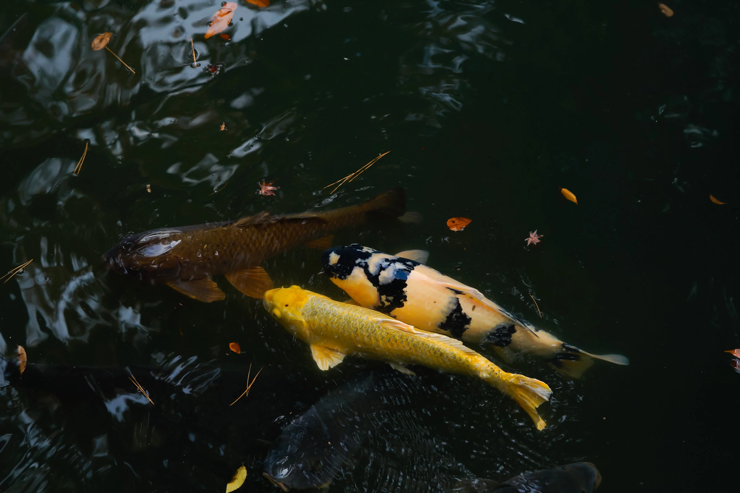 Koi Fish Gallery — Koi Story