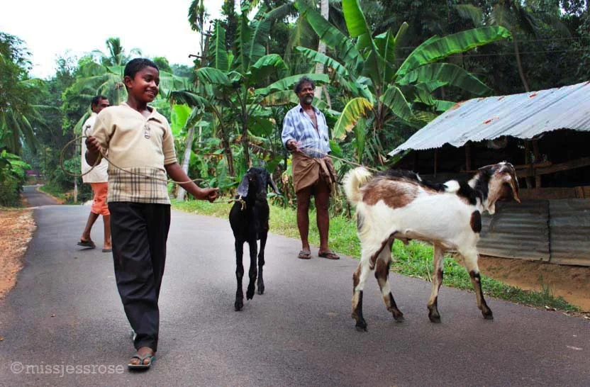 A theater of humanity, images of village life in Kerala, India ...