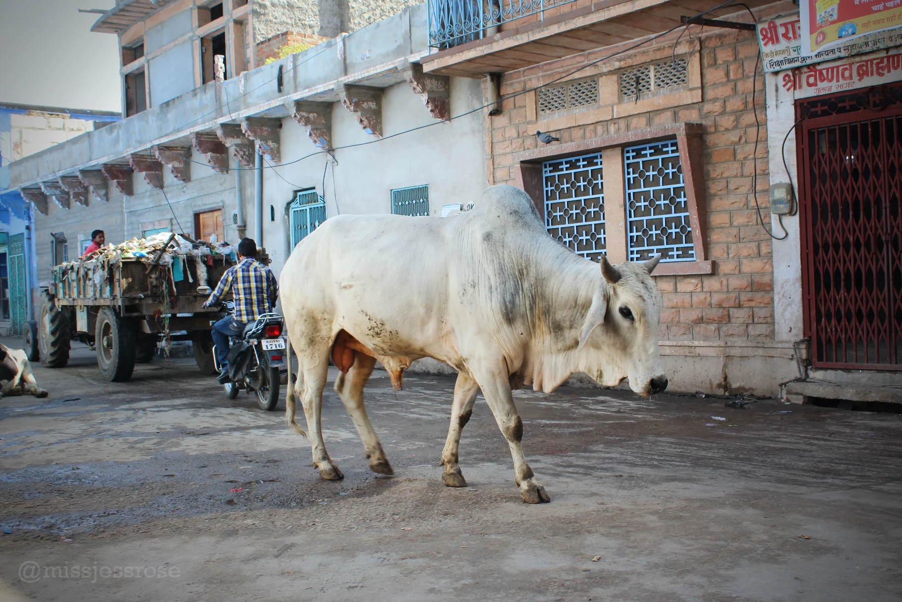 The Street Cows of Jodhpur, India — missjessrose