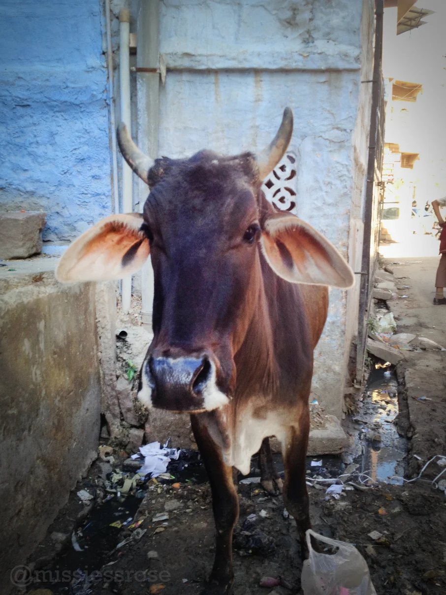 The Street Cows of Jodhpur, India — missjessrose
