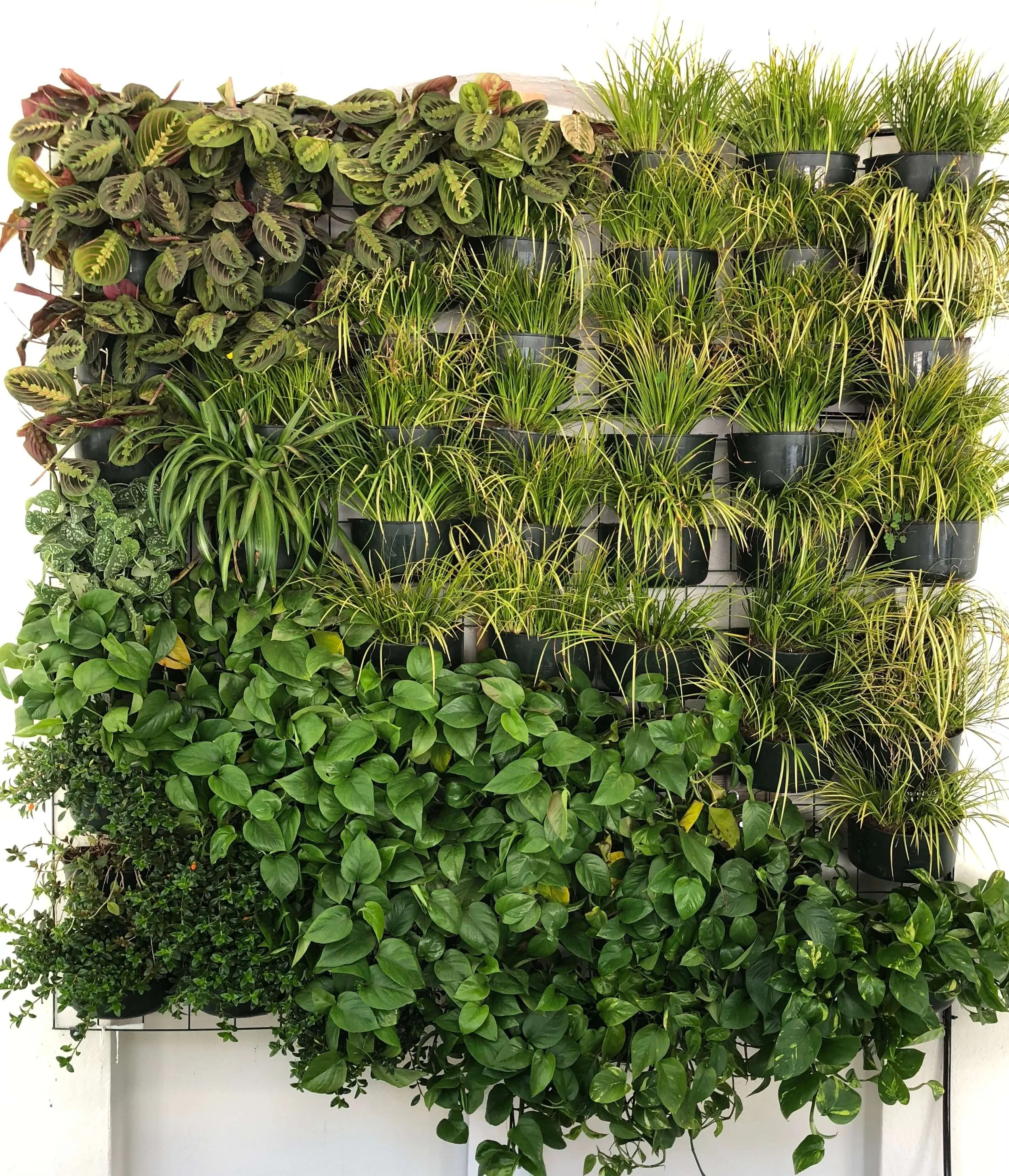 When The Greenery Goes A 'Lil Crazy (...& That's A GOOD Thing ...