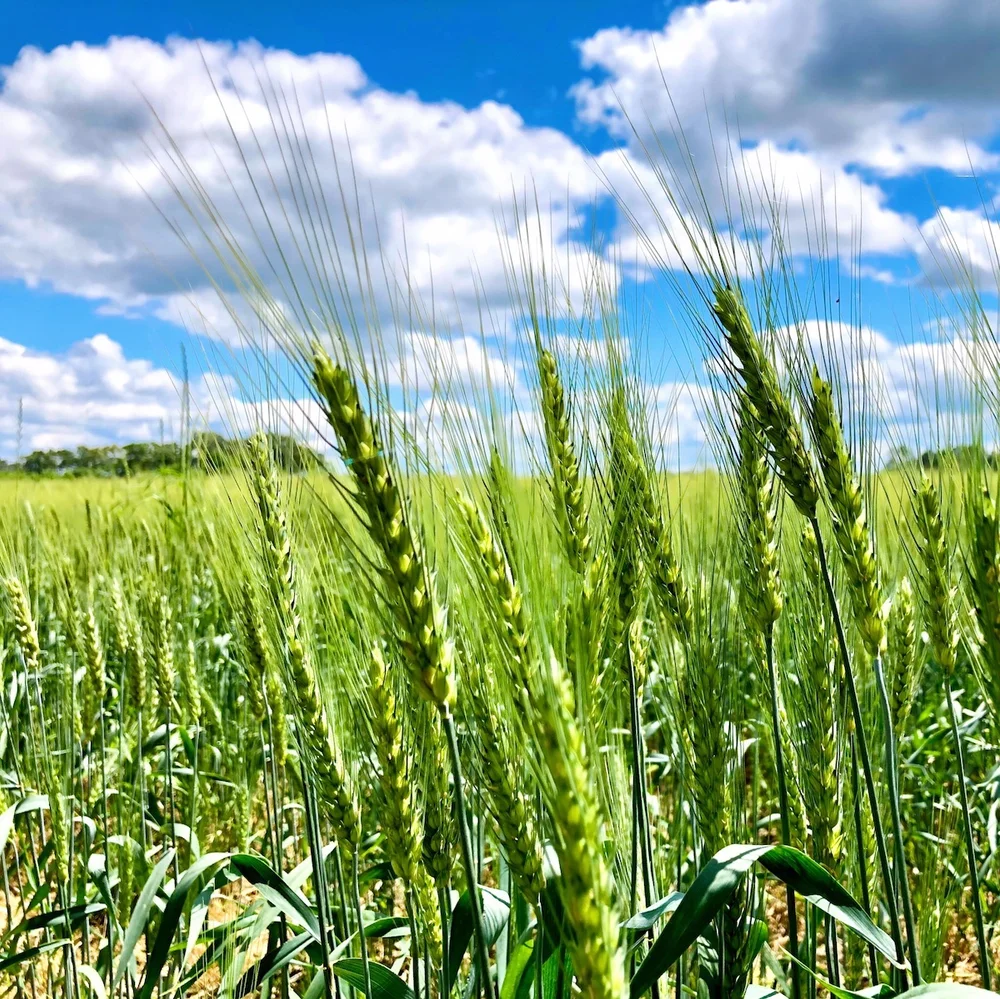 The Right Kind of Growth — Bernie Anderson