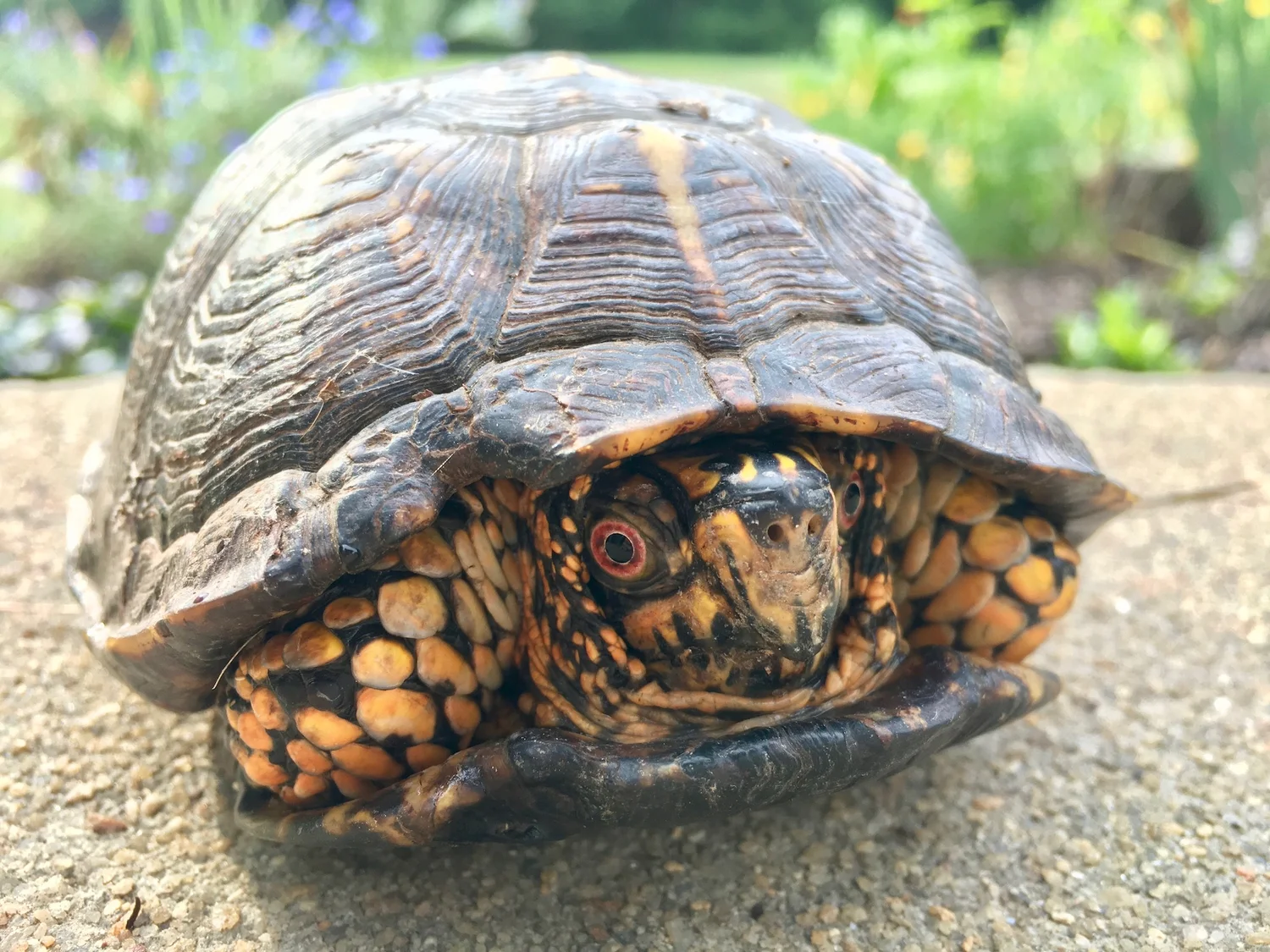 The Tortoise, the Hare, and Me — Bernie Anderson