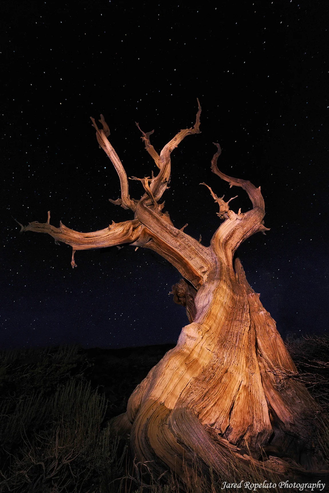 Elder Tree California