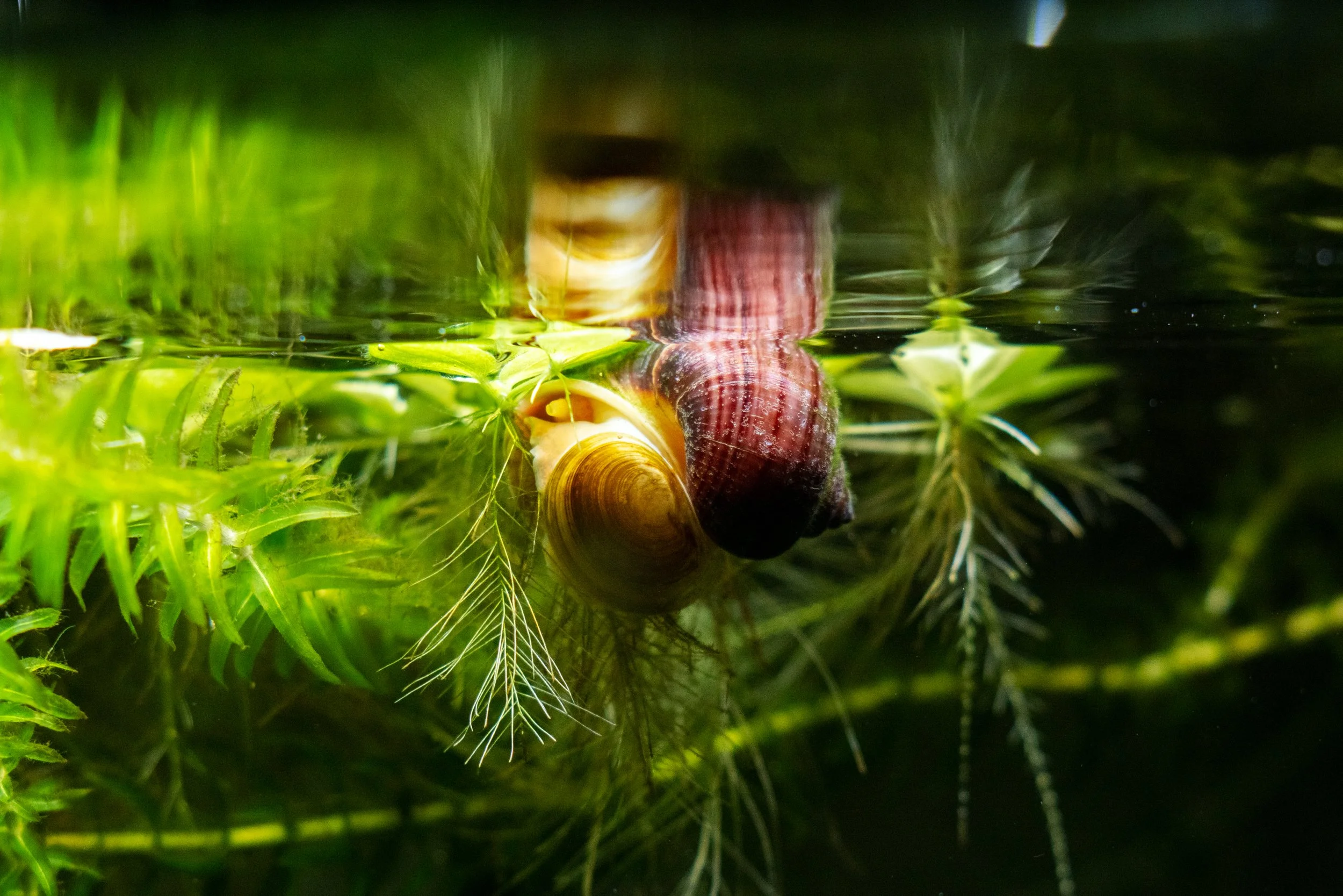 SPLIT ROCK REVIEW — LUKE TAN