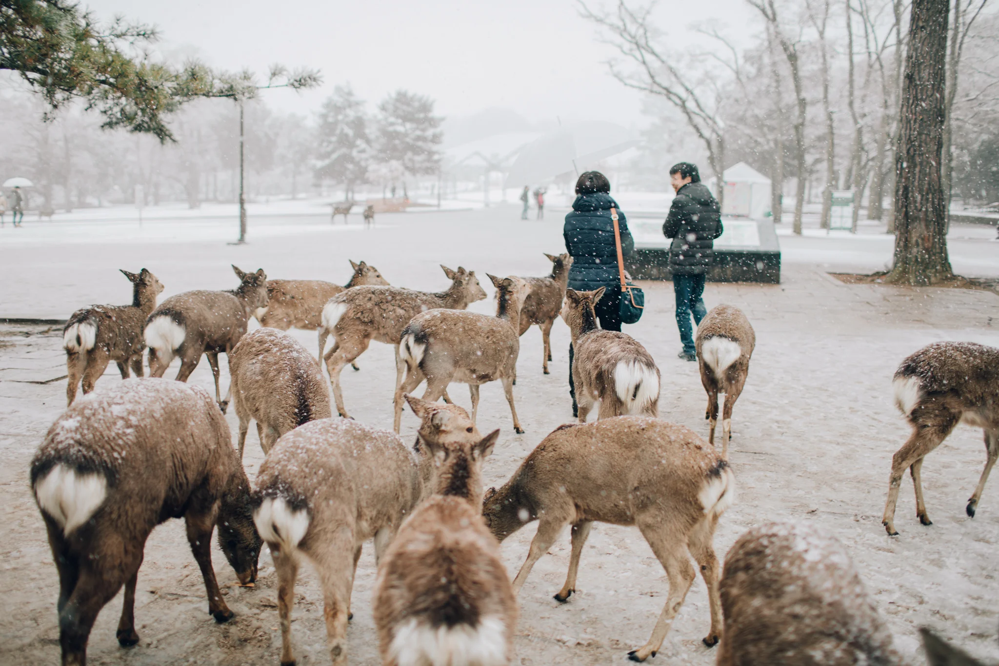 Nara Deer Park, Japan — Clarence Chan Photography - New York City ...