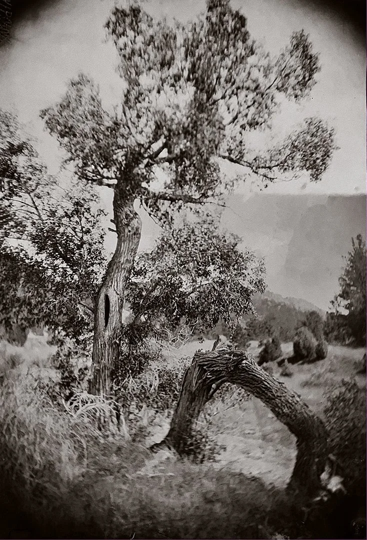 The Ute/Tabeguache Culturally Modified Trees (CMT) — Studio Q Photography