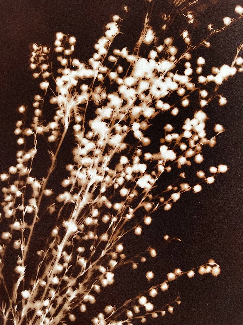 The Birth and Death of Meaning & Photogenic Drawings — Studio Q Photography