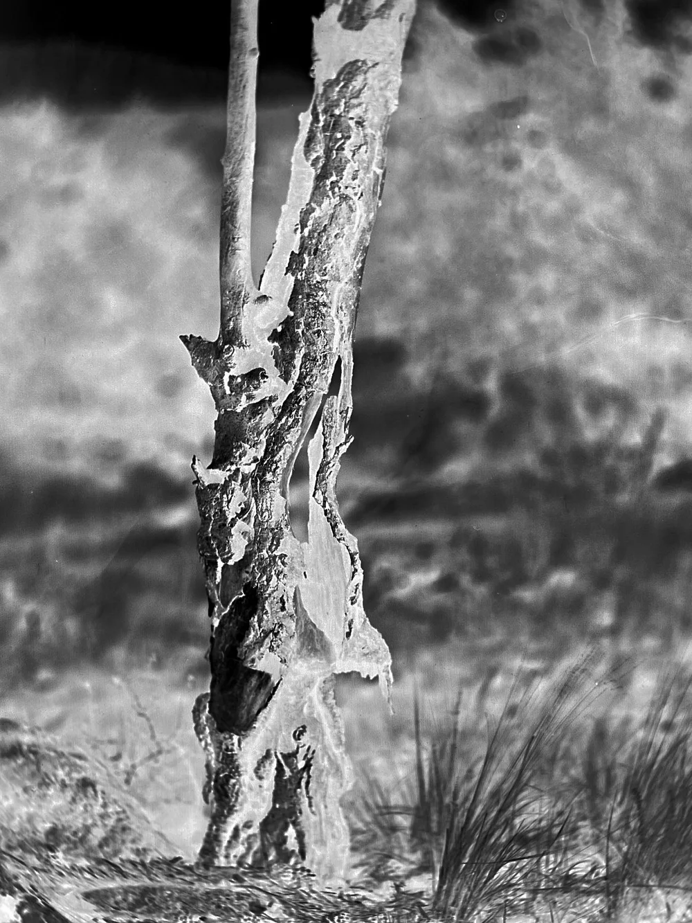The Collodio- Albumen Negative - James Mudd, 1866 — Studio Q Photography