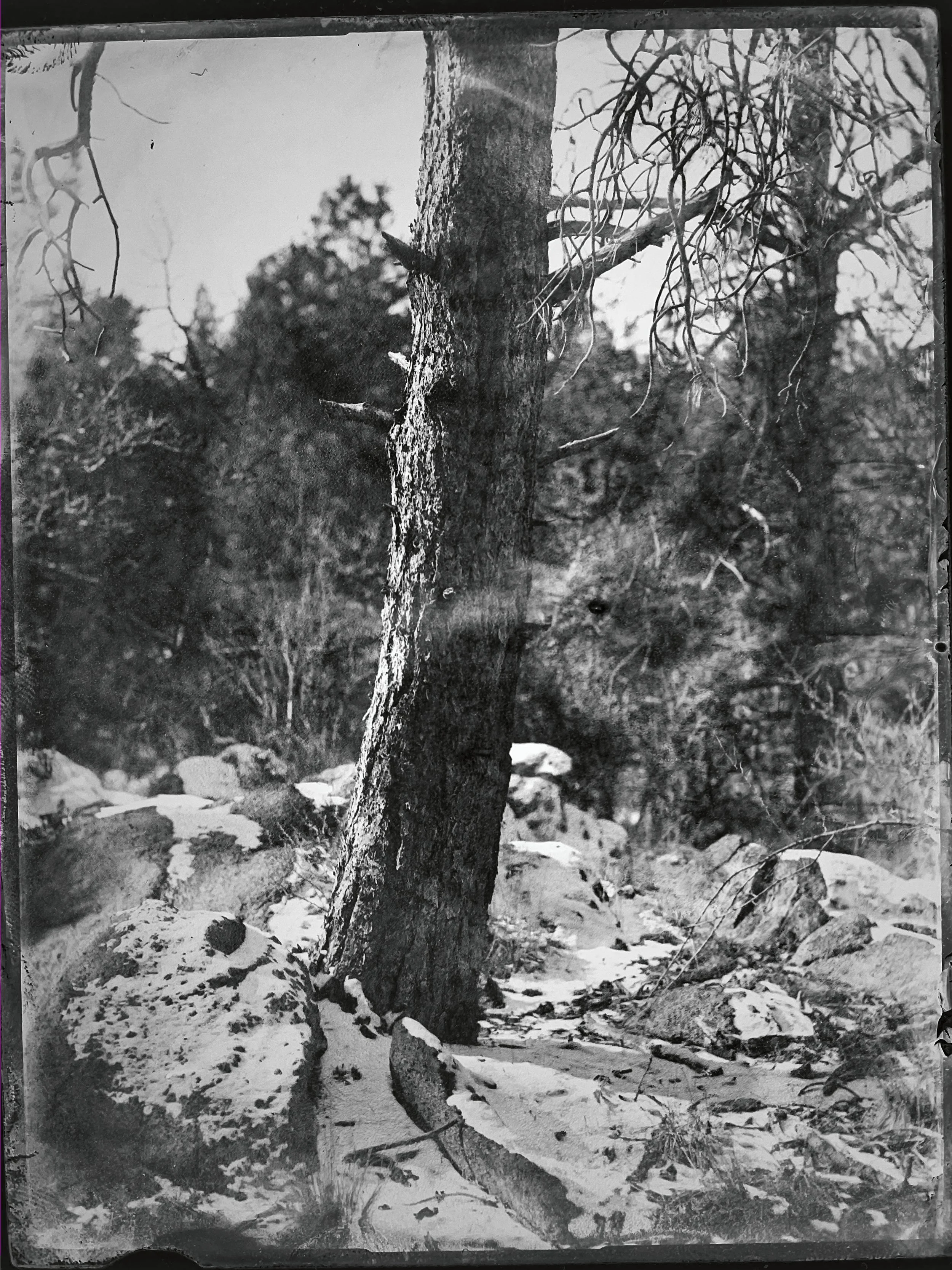 The First Collodio-Albumen Negative: Success! — Studio Q Photography