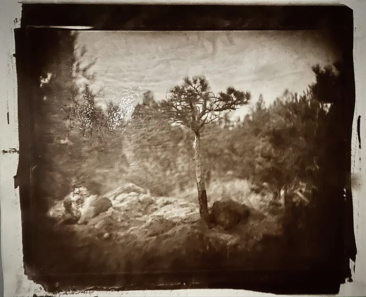Argyrotype Printing Process — Studio Q Photography