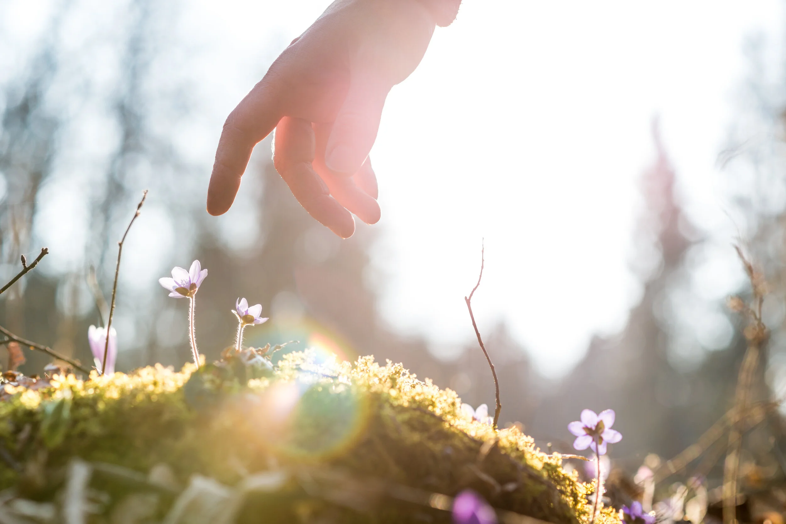 Tes semences vont (finir par) fleurir, ne l’oublie pas — Je suis une ...