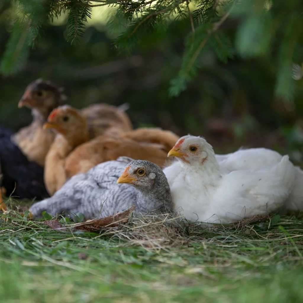 Nos poules sont mortes — Je suis une maman | Blogue pour les femmes et ...