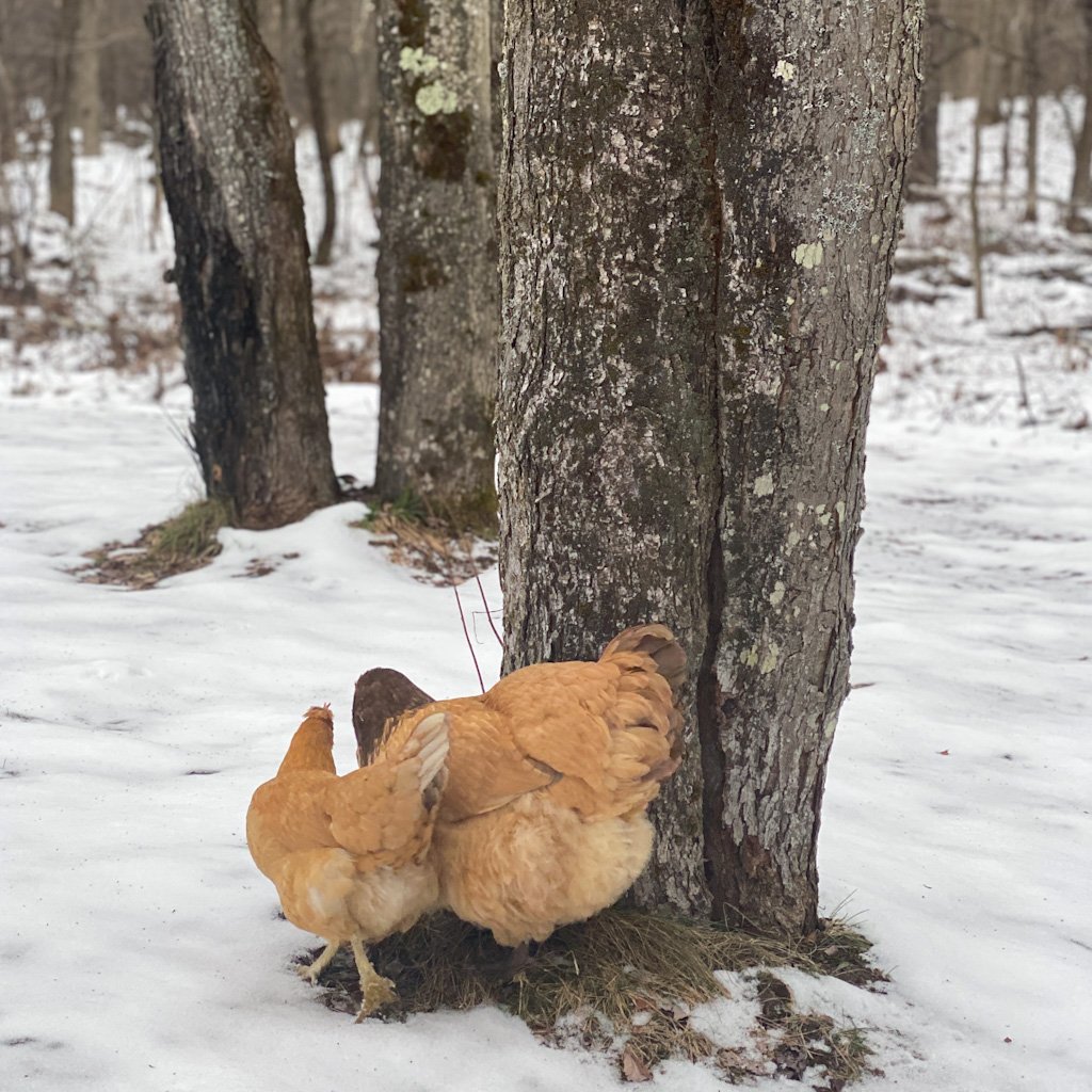 Nos poules sont mortes — Je suis une maman | Blogue pour les femmes et ...