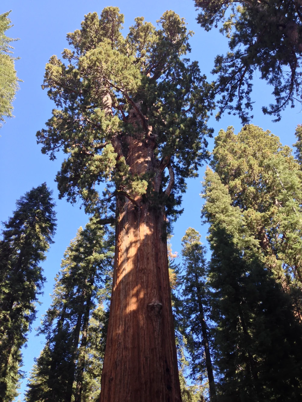General Sherman Tree Height