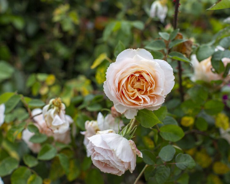 Julie's Annual Rose Tour — JULIE PRICHARD
