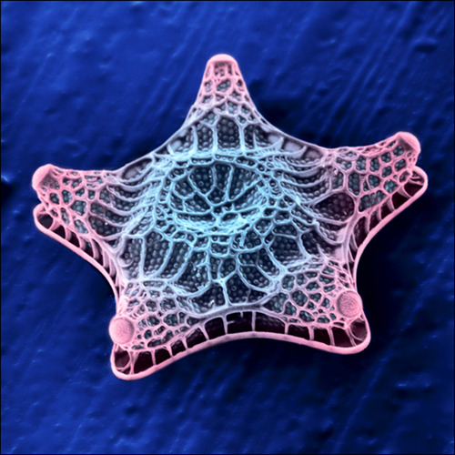Stunning Electron Micrographs of Diatoms — 5 things I learned today
