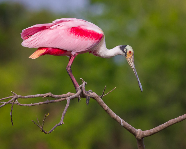 Texas Gulf Coast - Birds, Birds, and more Birds! — Kyle Blaney