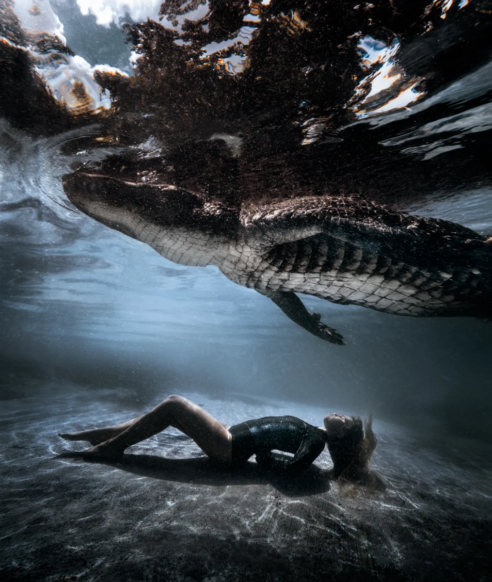 Underwater Alligator Photography — Elena Kalis