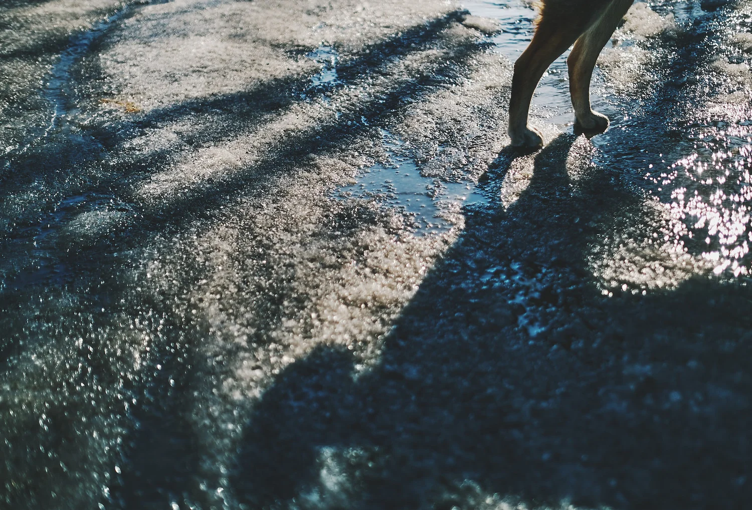 Of Birds & Melting Ice — laROQUE | photographer.photographe