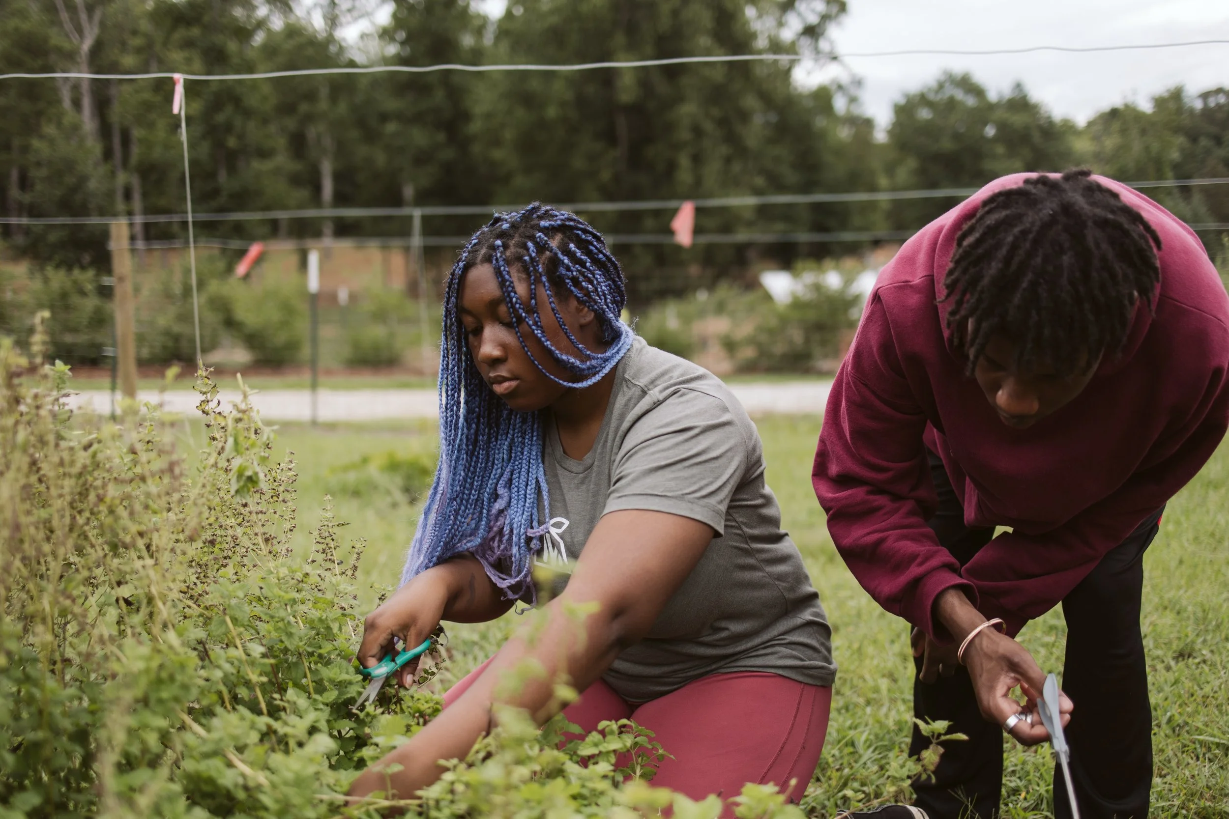 Youth Program — Mill Village Farms
