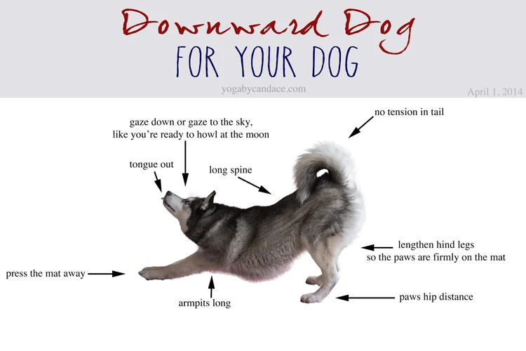 Downward Dog for Your Dog — YOGABYCANDACE