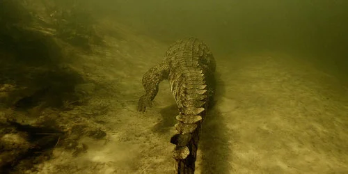 Wildlife Cameraman | Roger Horrocks