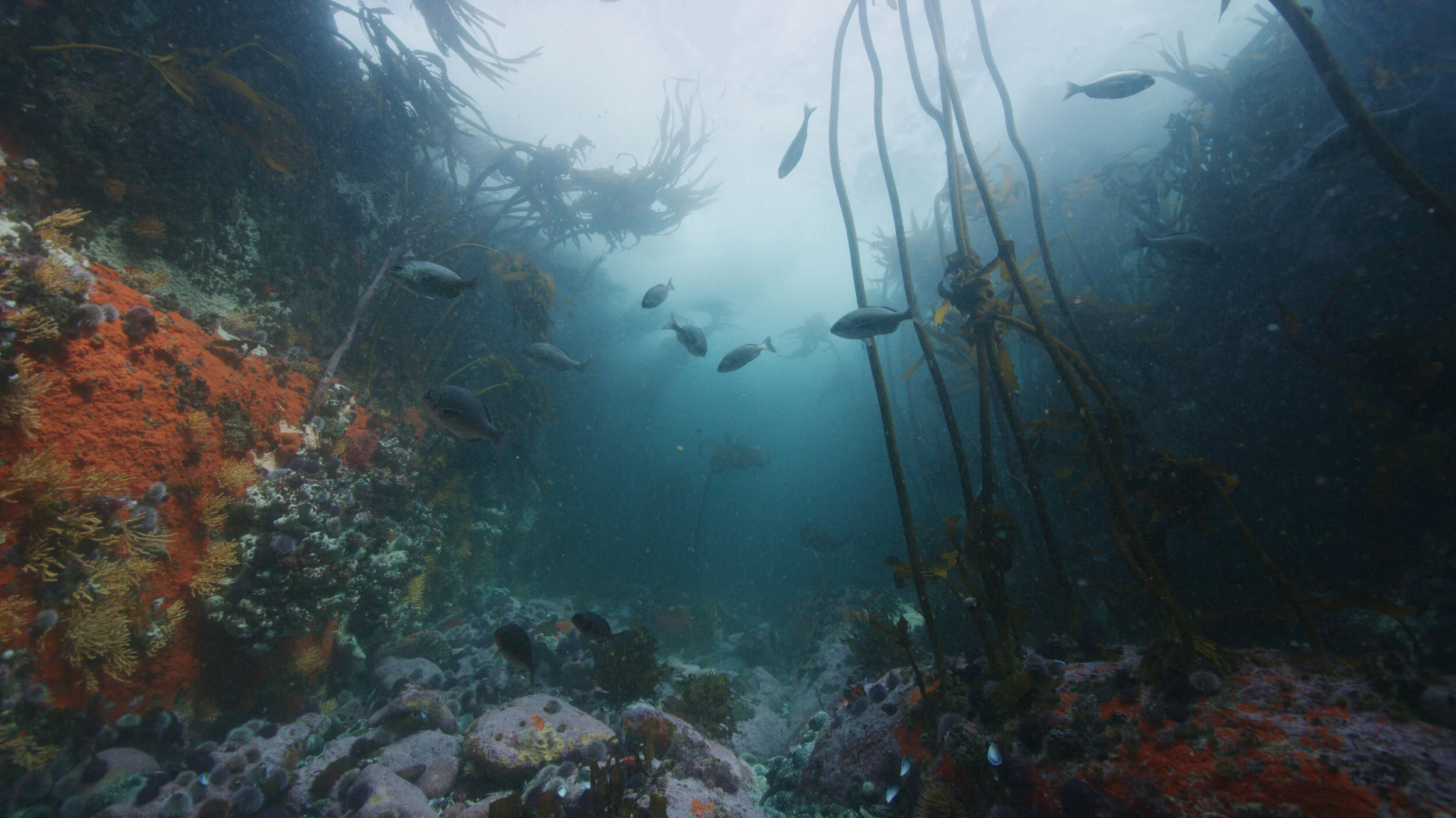 Cinematographer | Roger Horrocks