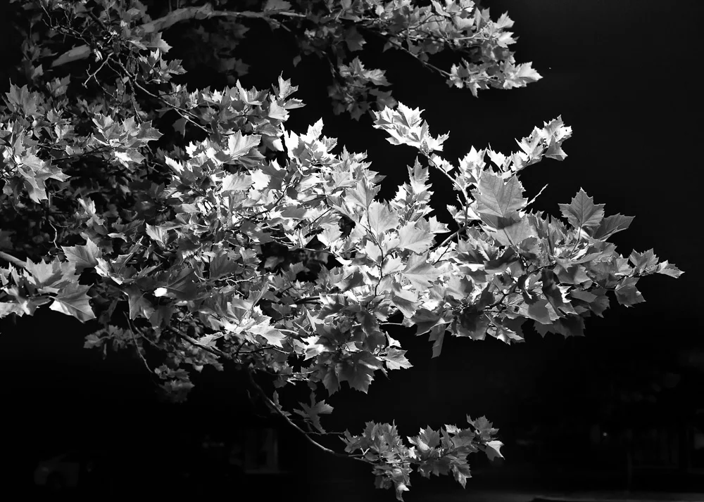 Night Walk — eric mccollum photography