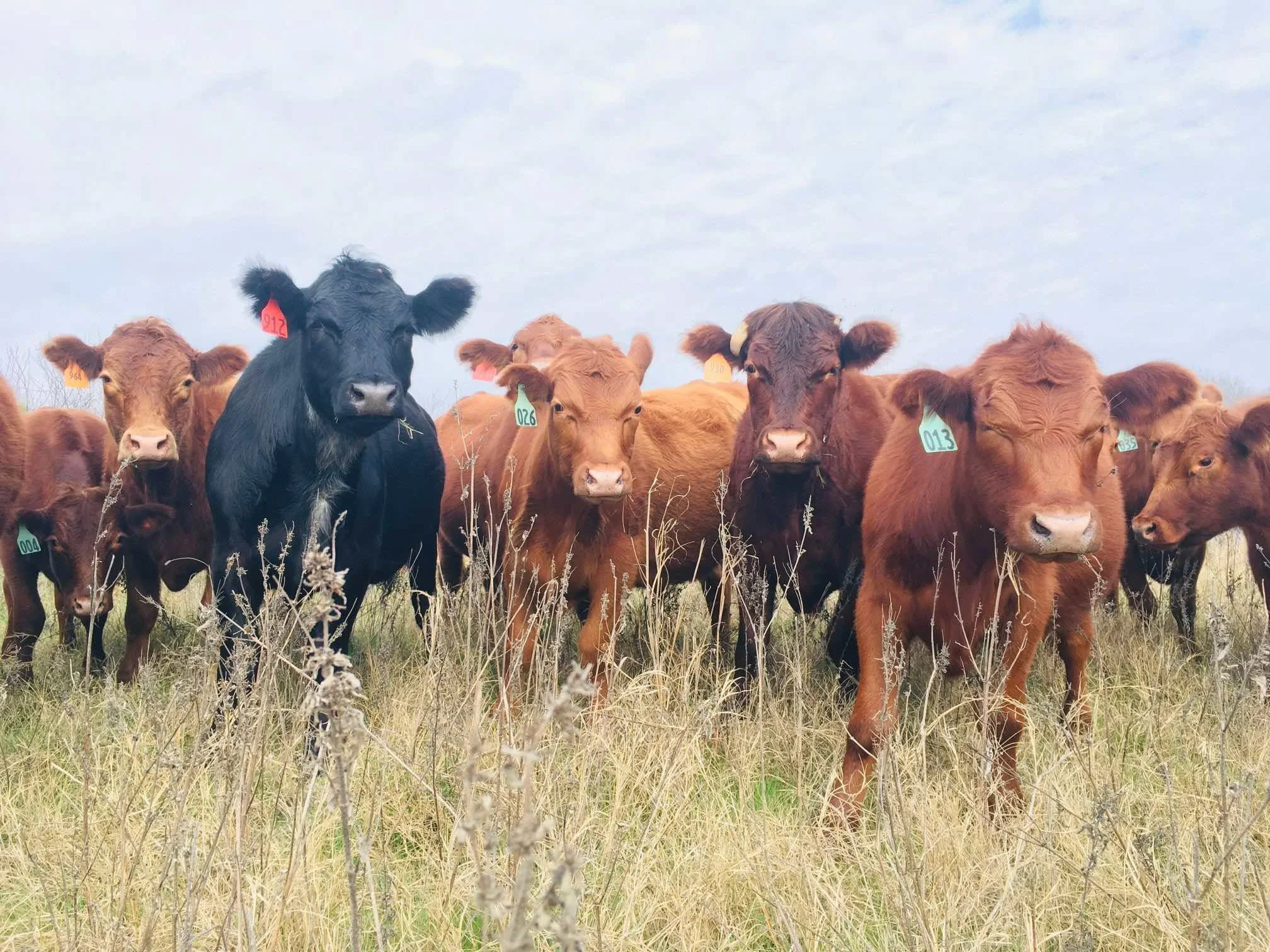 Nutritious Beef for the Family — Western Academy | Boys School Grade 3 ...