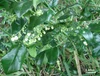 Native Species — The Department of Environment and Natural Resources