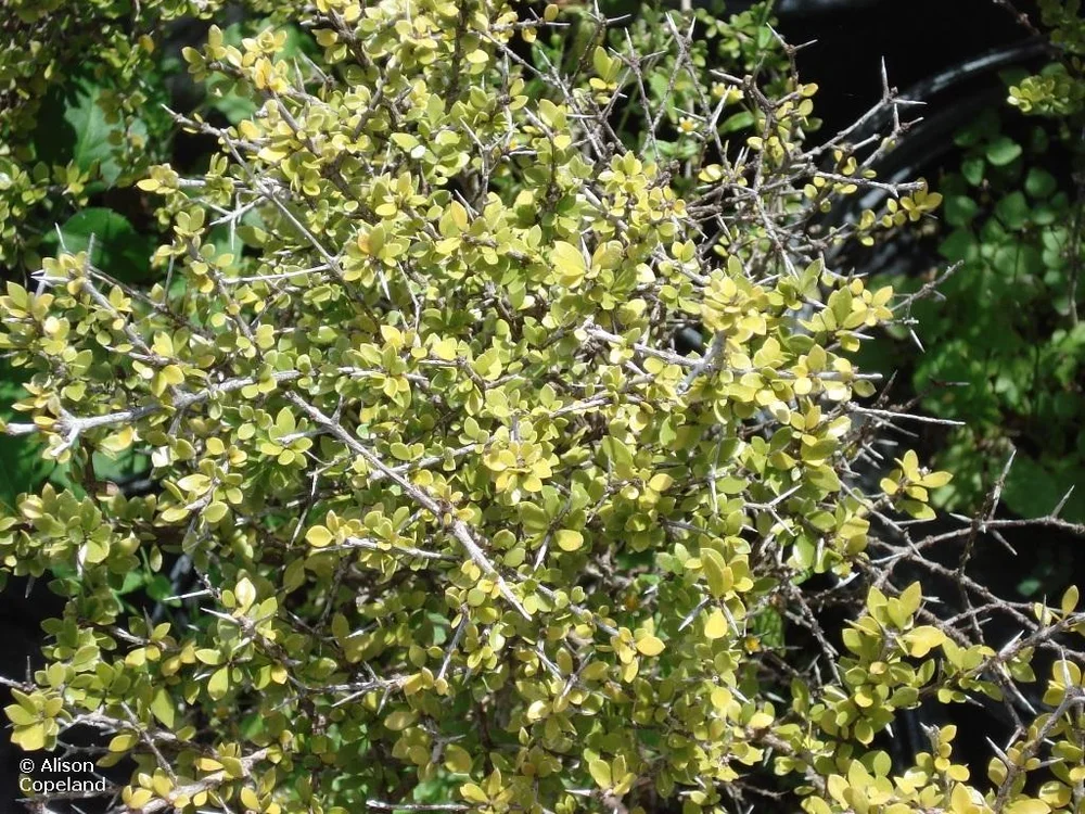 Native Species — The Department of Environment and Natural Resources