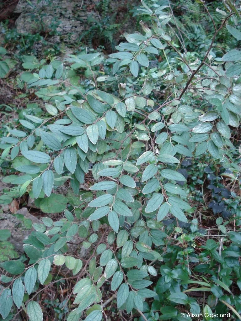 Native Species — The Department of Environment and Natural Resources
