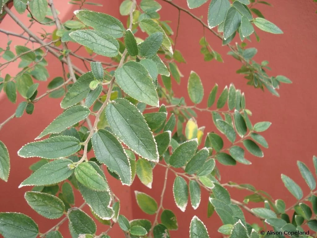 Native Species — The Department of Environment and Natural Resources