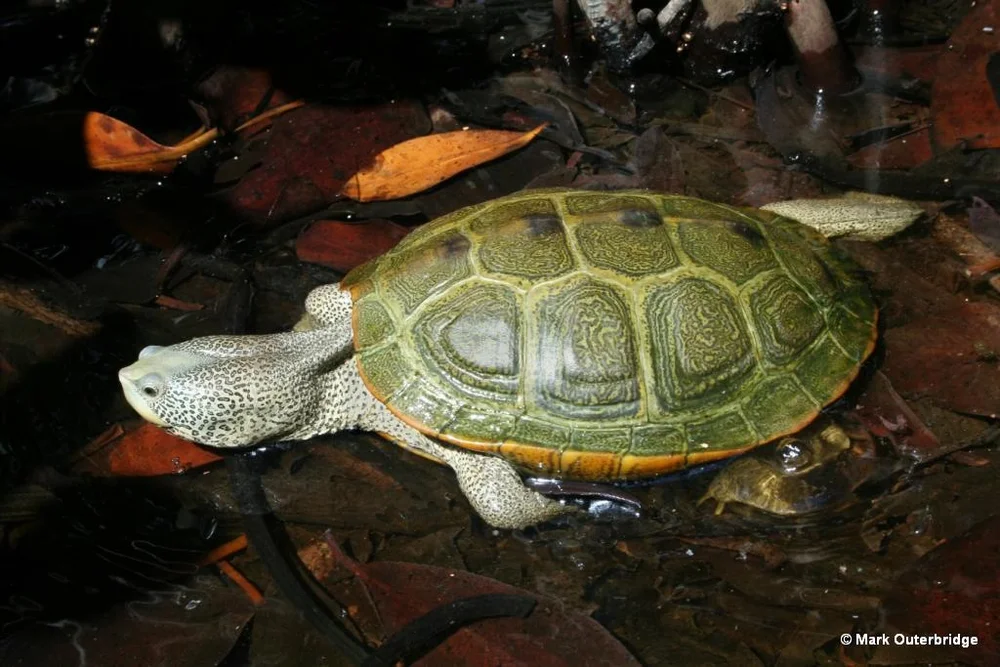 Native Species — The Department of Environment and Natural Resources