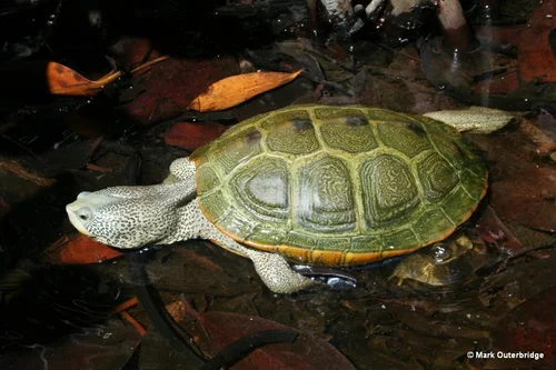 Native Species — The Department of Environment and Natural Resources