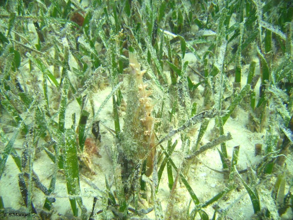 Seagrass Beds — The Department of Environment and Natural Resources